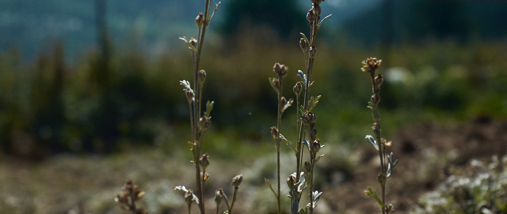 What is genepi or genepy? The history, the varieties and the genepi ...