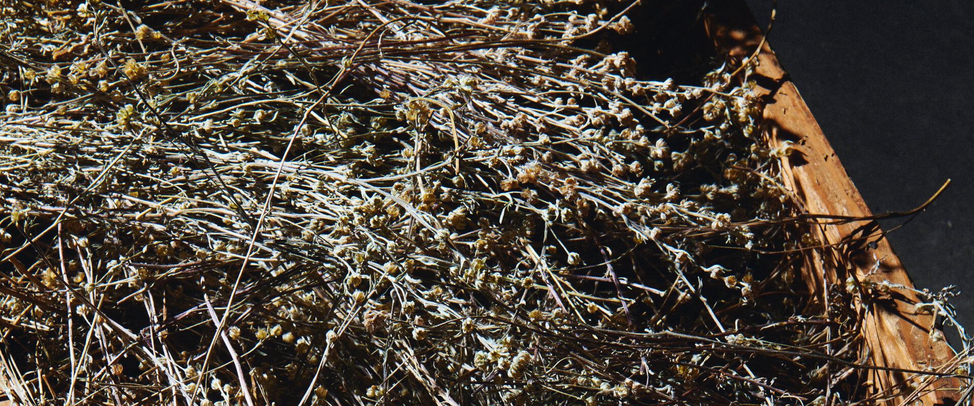 What is genepi or genepy? The history, the varieties and the genepi ...