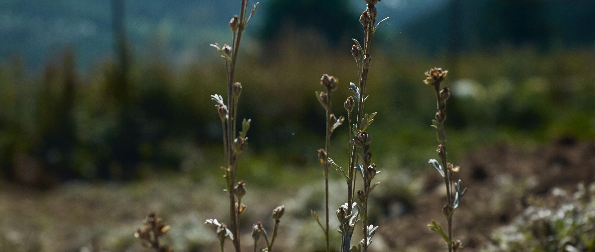 What is genepi or genepy? The history, the varieties and the genepi ...